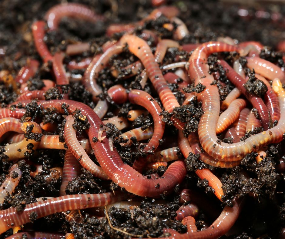Are Earthworms Edible? | CulinaryLore