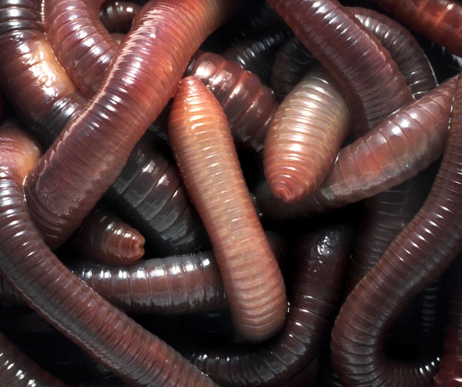 Are Earthworms Edible? | CulinaryLore