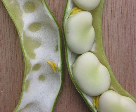 Are Broad Beans the Same as Fava Beans? | CulinaryLore