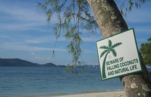 Do Falling Coconuts Really Kill 150 People a Year? | CulinaryLore