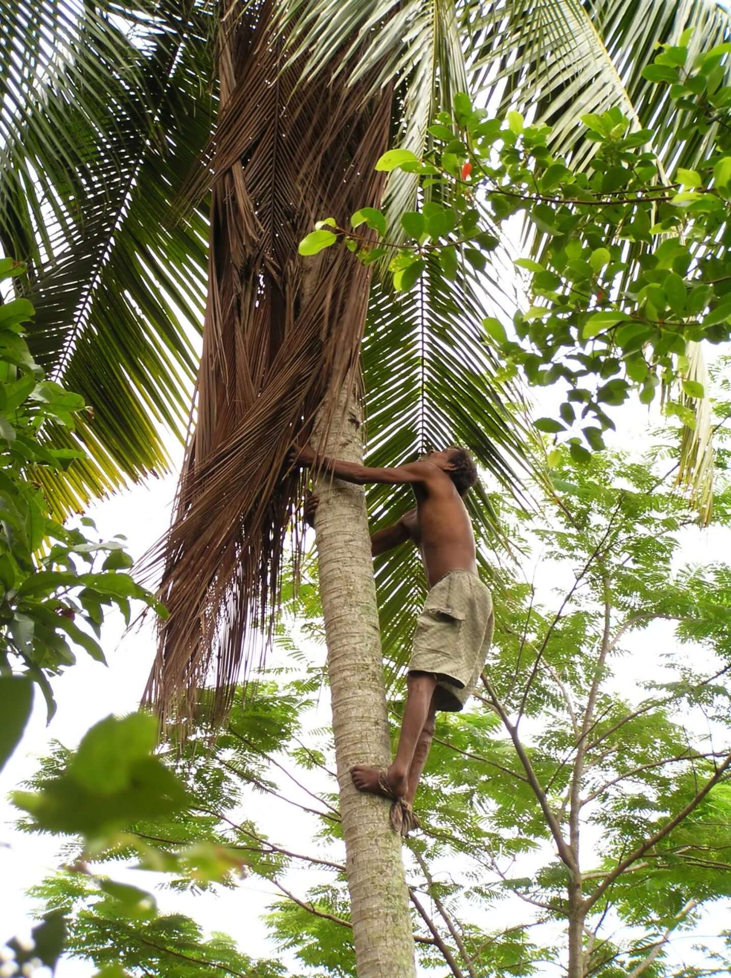 Do Falling Coconuts Really Kill 150 People a Year? | CulinaryLore