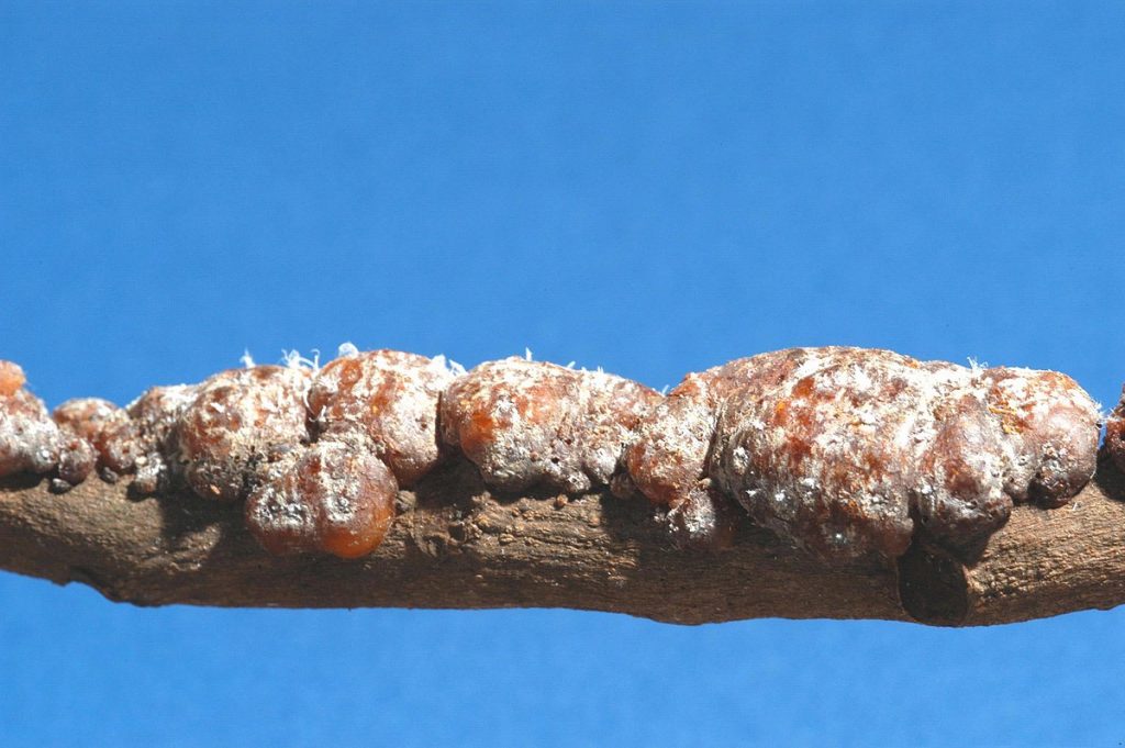 Is Shellac Used to Make Jelly Beans Shiny? | CulinaryLore