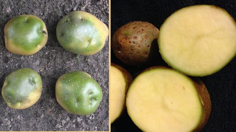 The Green Potato and Toxic Solanine FAQ | CulinaryLore